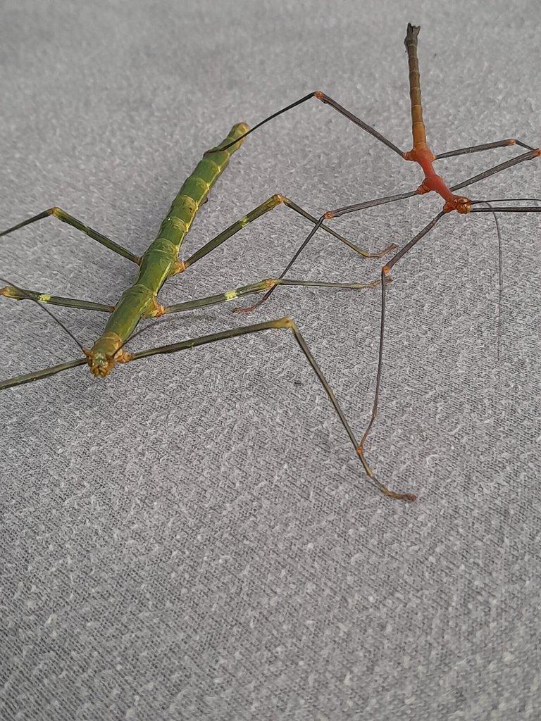 faunaportal.cz | Vyměním strašilky, pakobylky, isopody a zlatohlávky