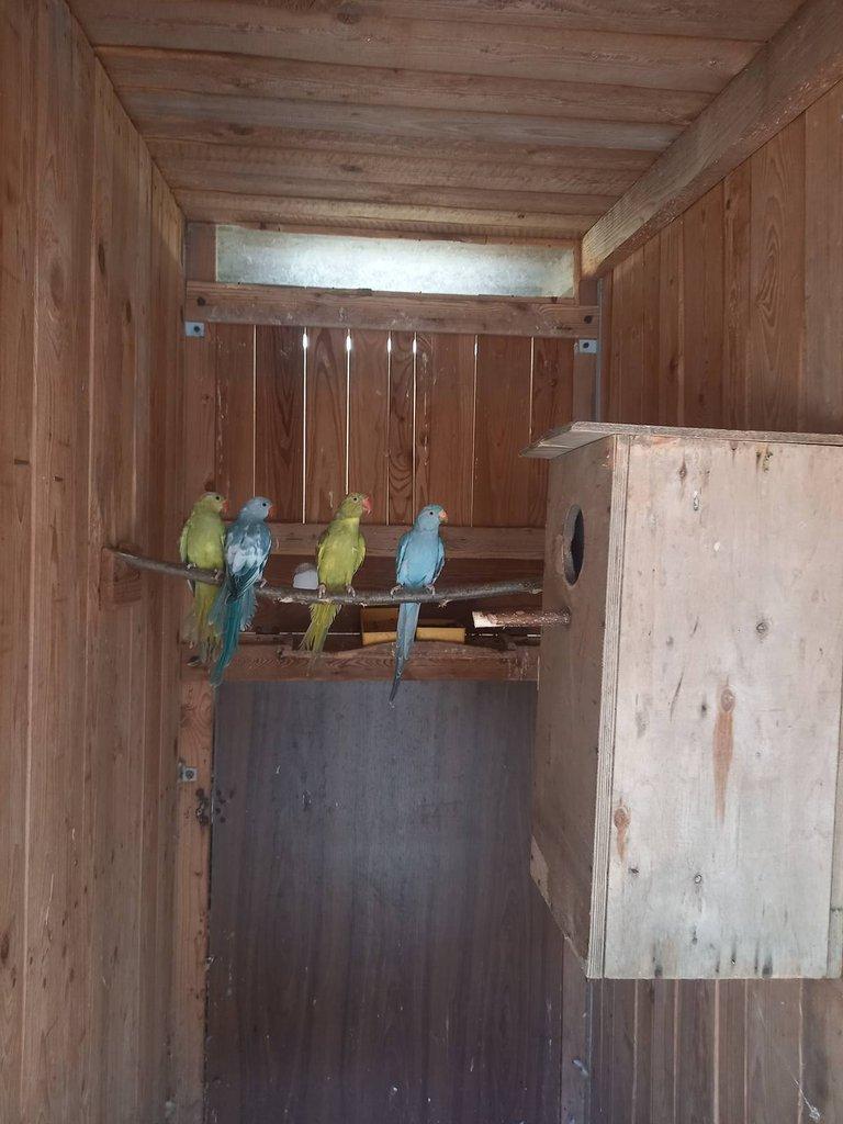 faunaportal.cz | Alex. malý