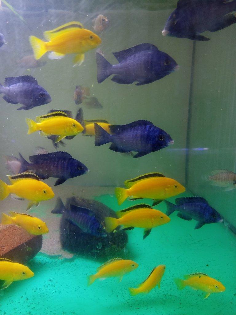 faunaportal.cz | Malawi