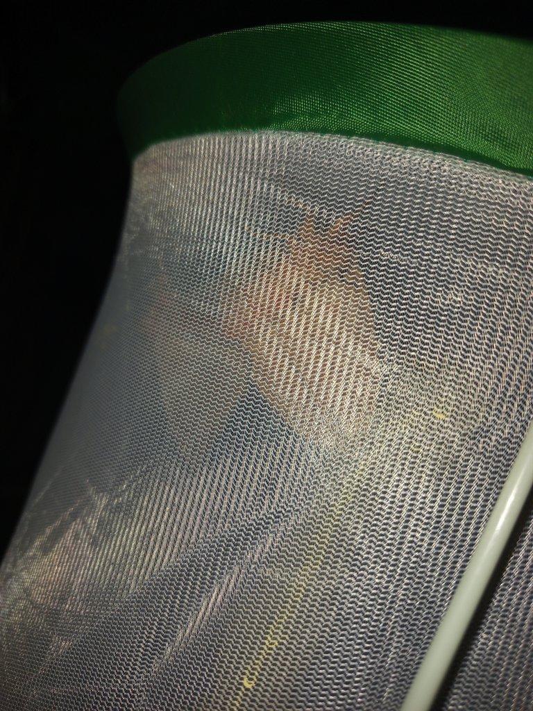 faunaportal.cz | Acrojana sciron - ova