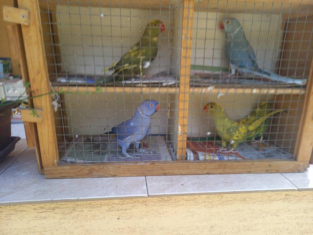 faunaportal.cz | Alex. malý