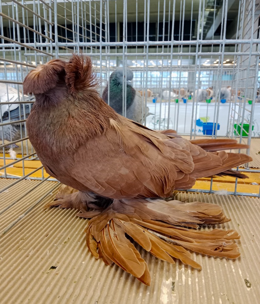 faunaportal.cz | Holubářská Moravie 2023 chovatele stále baví