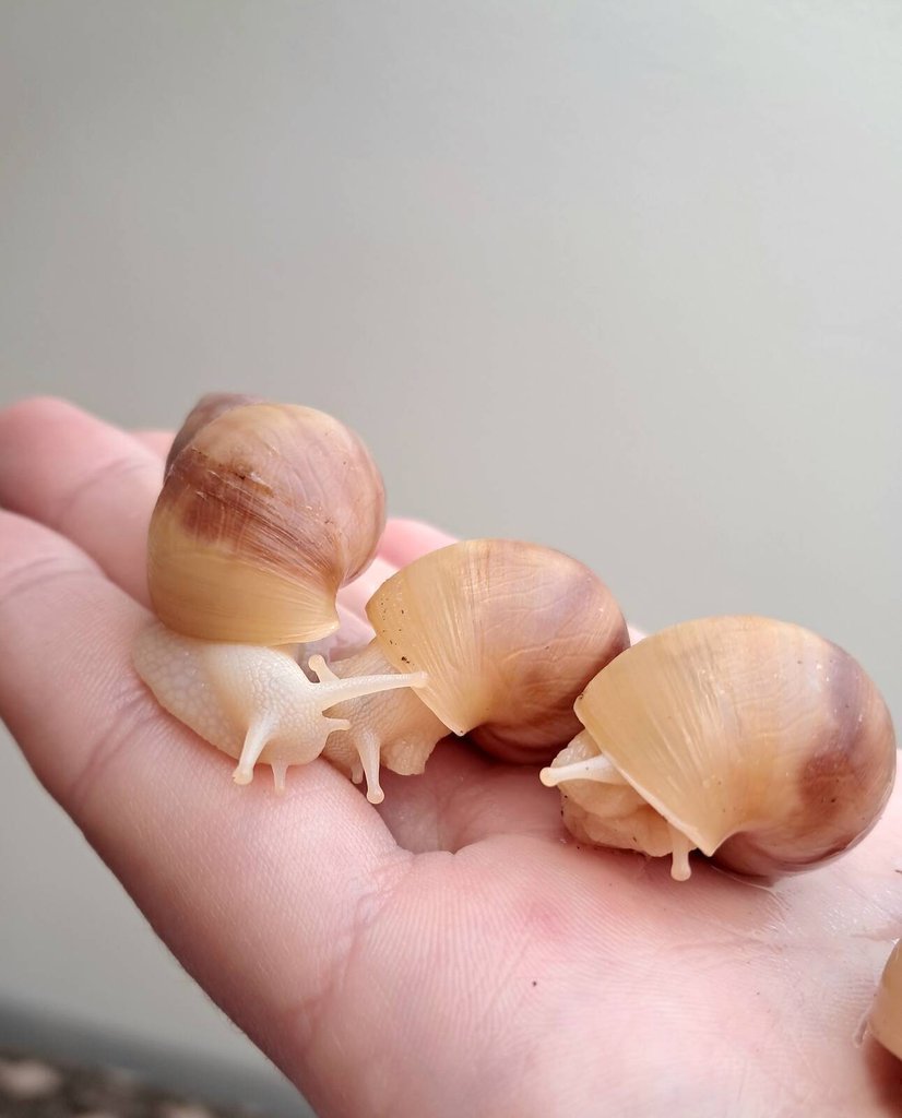 faunaportal.cz | Lissachatina fulica hamillei rodatzi (full albino)