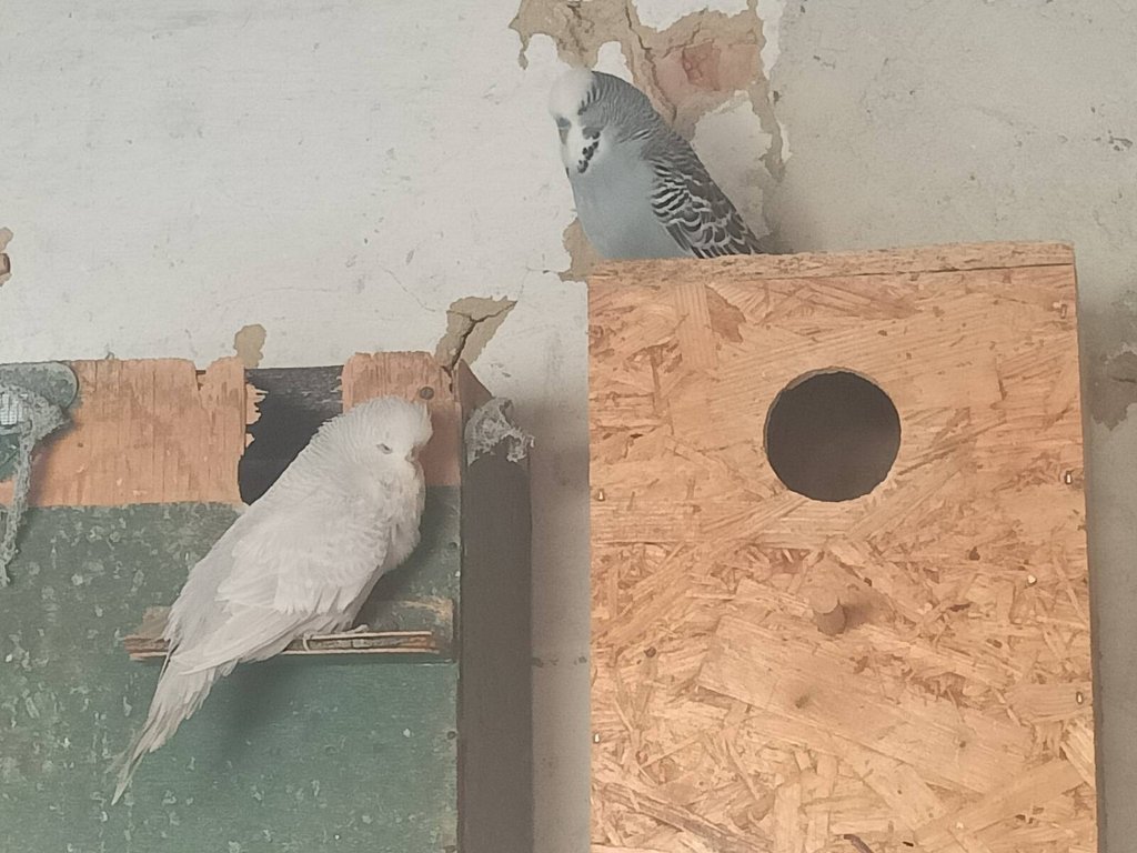 faunaportal.cz | Prodam