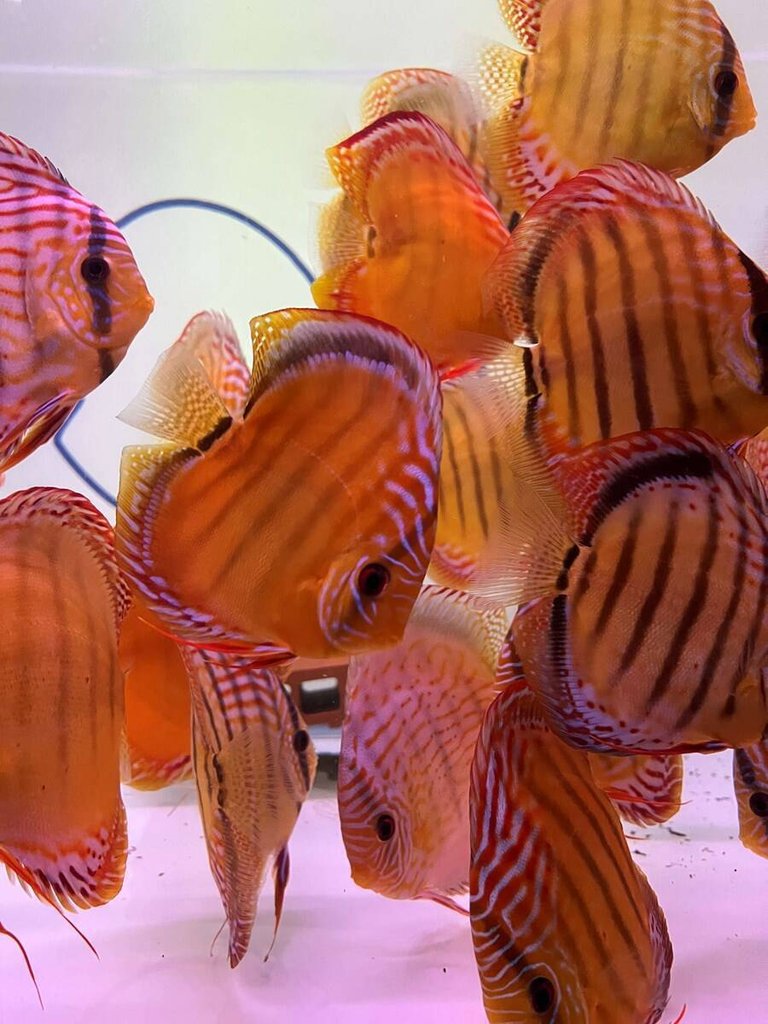 faunaportal.cz | Terčovci - discus - Curipera