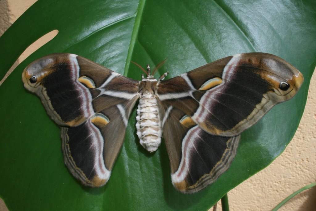 faunaportal.cz | Martináč pajasanový ( Samia cynthia )