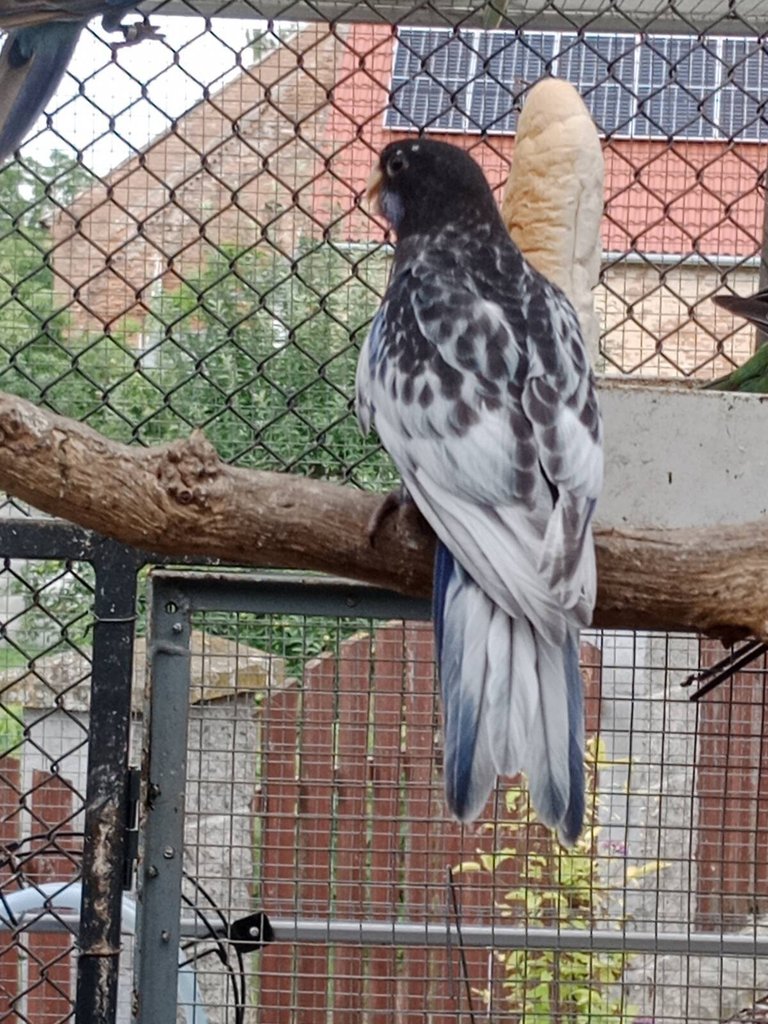 faunaportal.cz | Prodám černomodrou straku